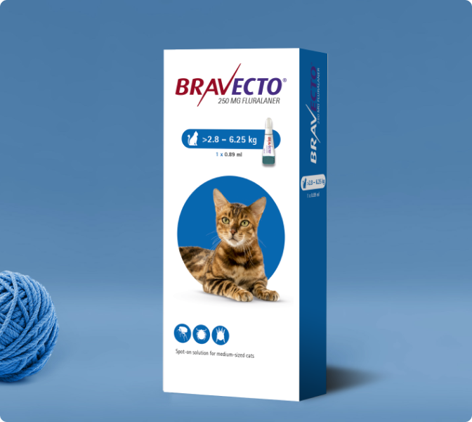 Bravecto Spot-on for Cats - Bravecto - Beat Ticks and Fleas